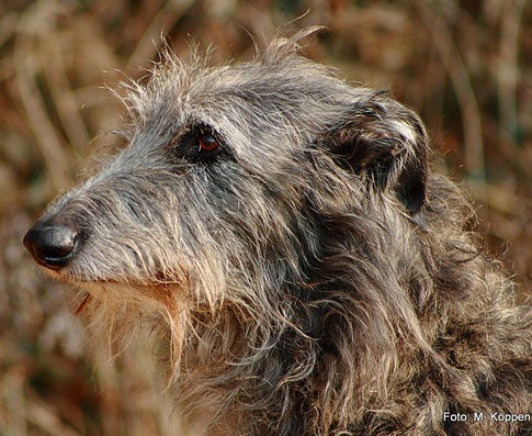 Hollyrood Scottish Deerhounds - Hollyrood Ginger Rogers